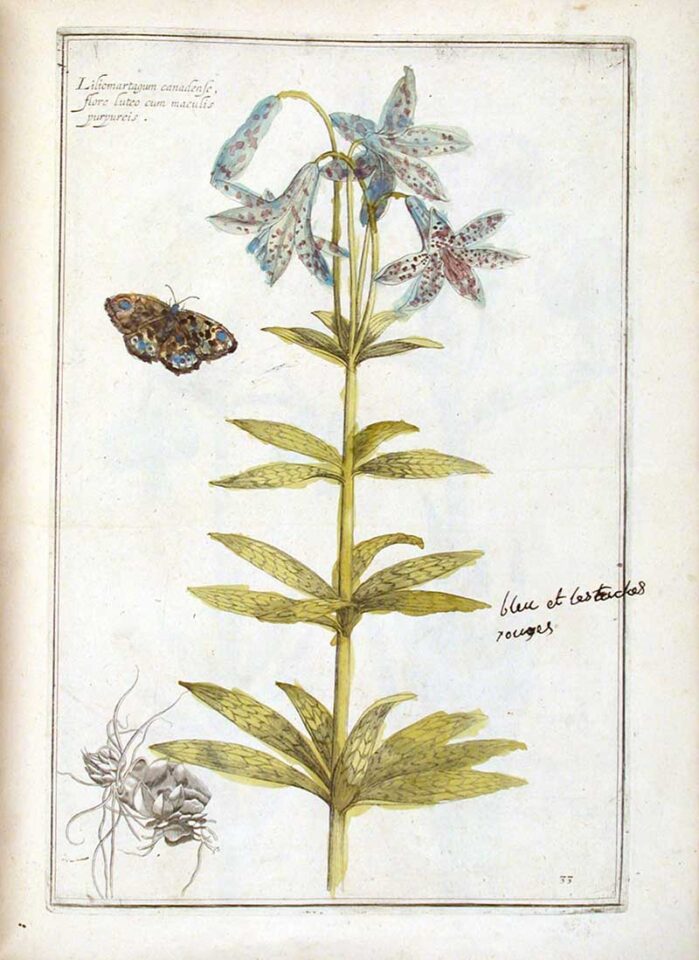 Exploring Renaissance Flowers with 20 Free Theatrum Florae Prints ...