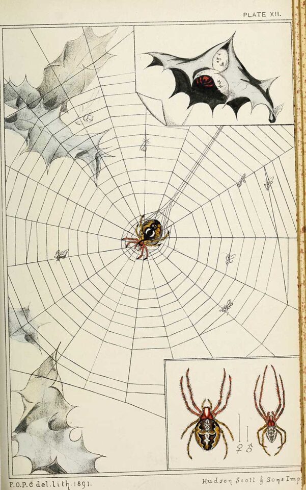 22 Free Vintage Spider Illustrations for A Spooky Halloween - Picture ...
