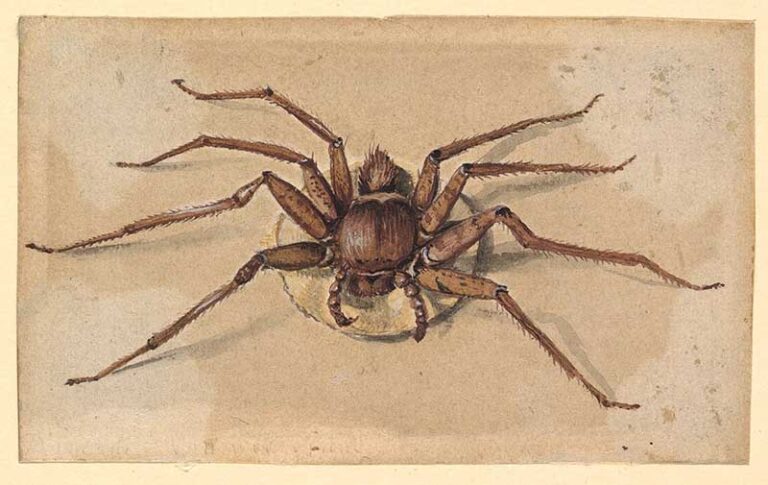 22 Free Vintage Spider Illustrations for A Spooky Halloween - Picture ...
