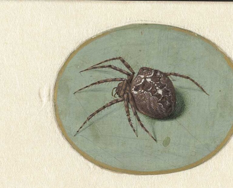 21 Free Vintage Spider Illustrations for A Spooky Halloween - Picture ...