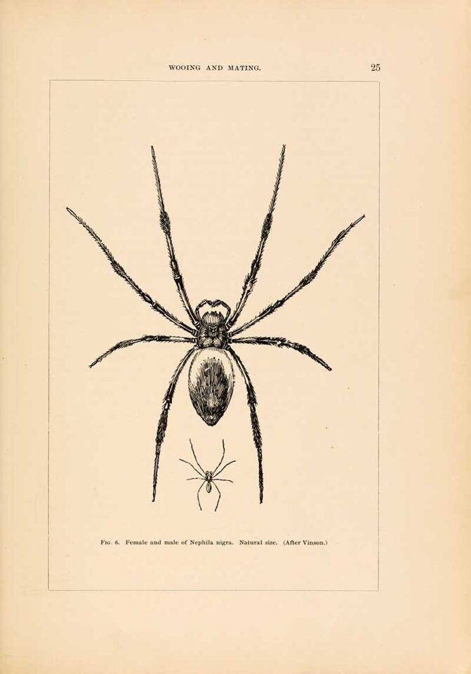 22 Free Vintage Spider Illustrations for A Spooky Halloween - Picture ...