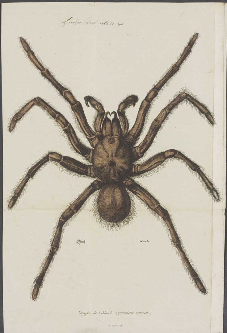 22 Free Vintage Spider Illustrations for A Spooky Halloween - Picture ...