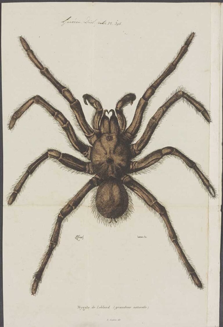 22 Free Vintage Spider Illustrations for A Spooky Halloween - Picture ...