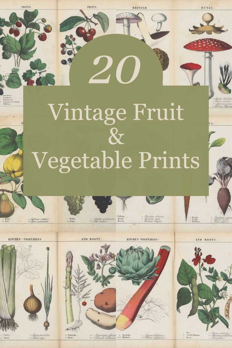 20 Beautiful Free Vintage Fruit And Vegetable Prints - Picture Box Blue