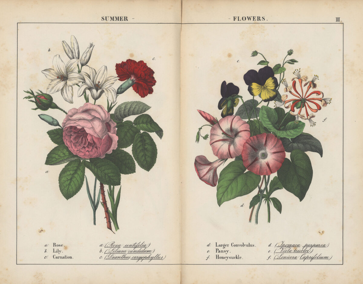 14 Free Vintage Botanical Rose Prints In The Public Domain - Picture ...