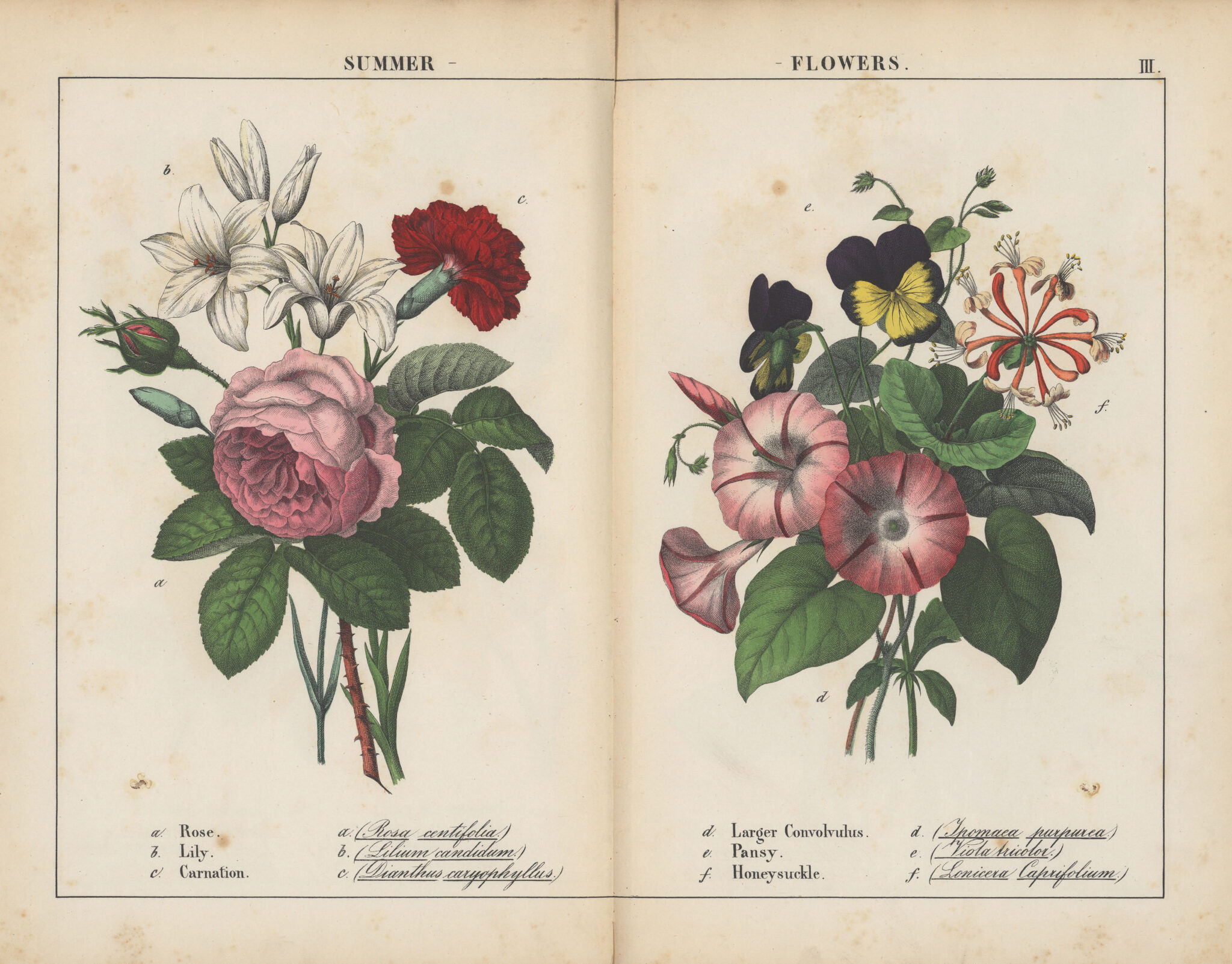 14 Free Vintage Botanical Rose Prints In The Public Domain - Picture ...
