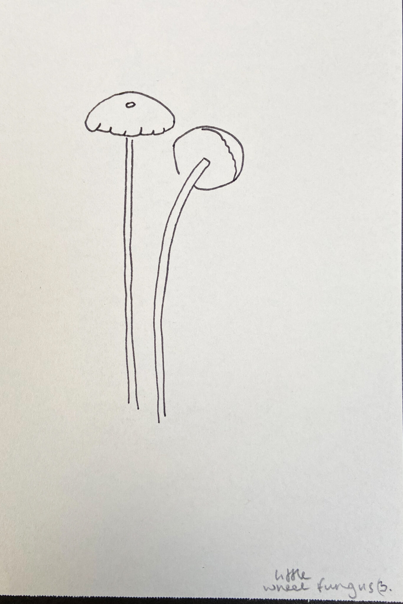 Easy Mushroom Drawing Ideas: A Step-by-Step Guide For All - Picture Box ...