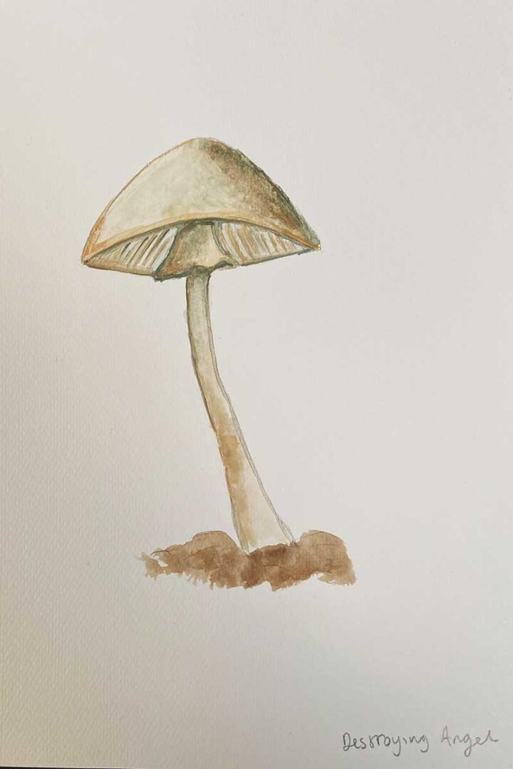 Easy Mushroom Drawing Ideas: A Step-by-Step Guide For All - Picture Box ...