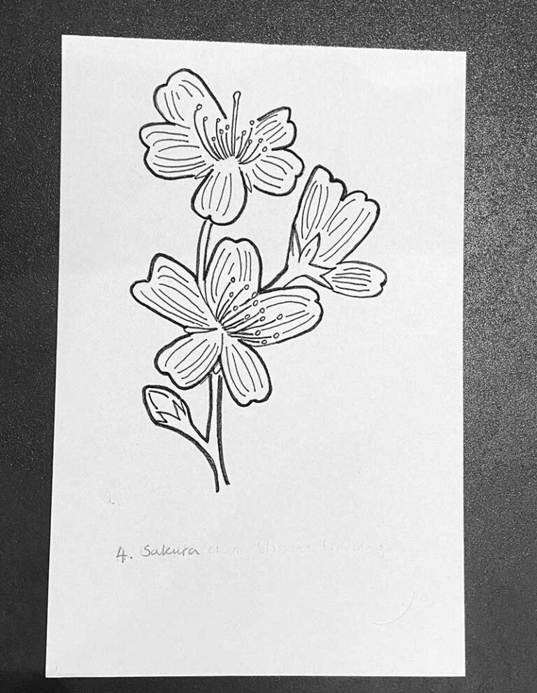 Discover How To Draw Cherry Blossom in A Few Easy Steps - Picture Box Blue