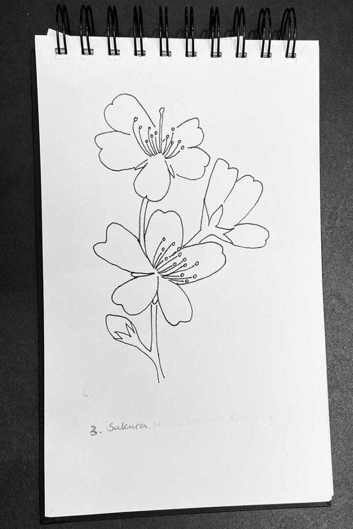 Discover How To Draw Cherry Blossom in A Few Easy Steps - Picture Box Blue