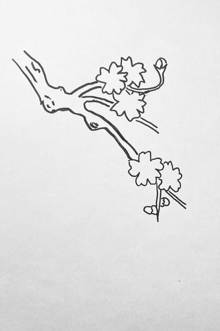 Discover How To Draw Cherry Blossom in A Few Easy Steps - Picture Box Blue