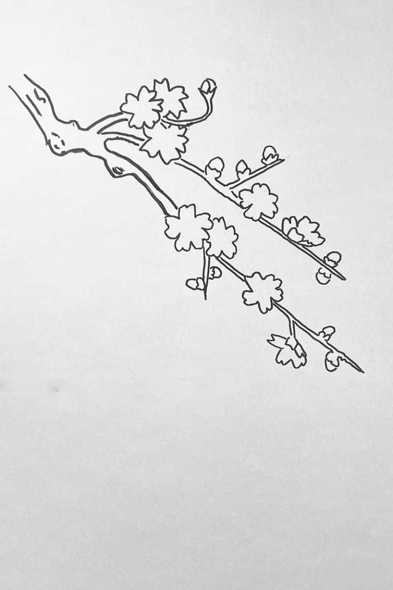 Discover How To Draw Cherry Blossom in A Few Easy Steps - Picture Box Blue