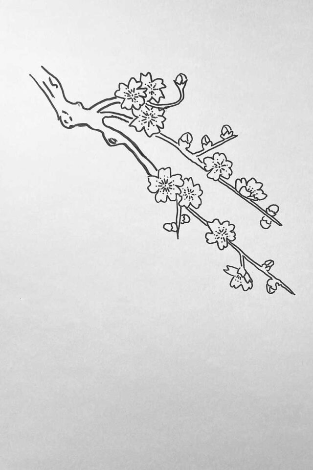 Discover How To Draw Cherry Blossom in A Few Easy Steps - Picture Box Blue