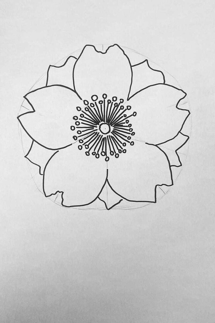 Discover How To Draw Cherry Blossom in A Few Easy Steps - Picture Box Blue