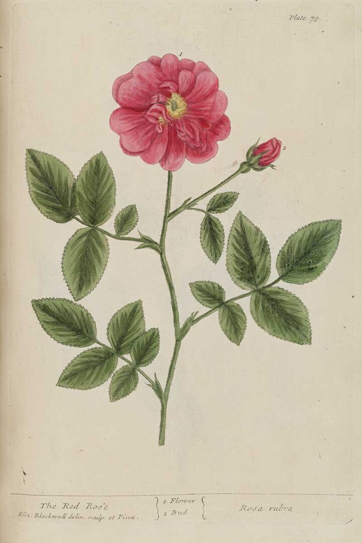 14 Free Vintage Botanical Rose Prints In The Public Domain - Picture ...
