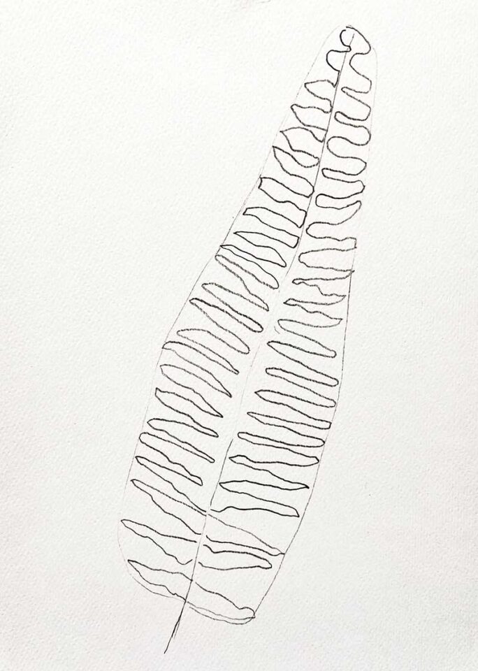 How to Draw a Fern and Create Your Botanical Garden Art - Picture Box Blue