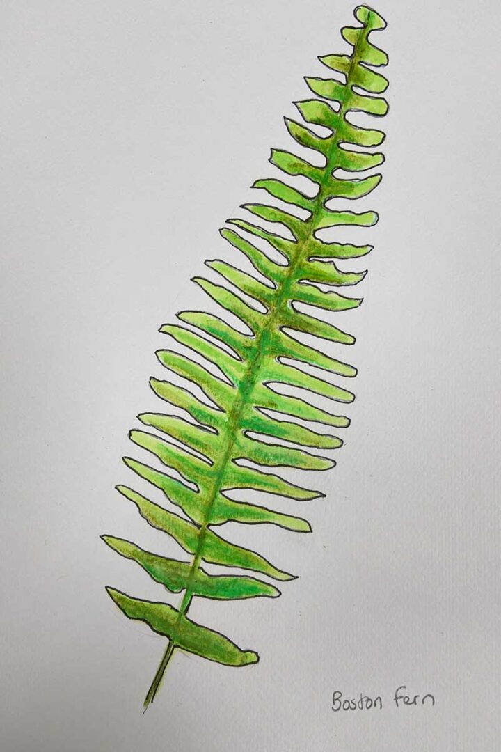 How to Draw a Fern and Create Your Botanical Garden Art - Picture Box Blue