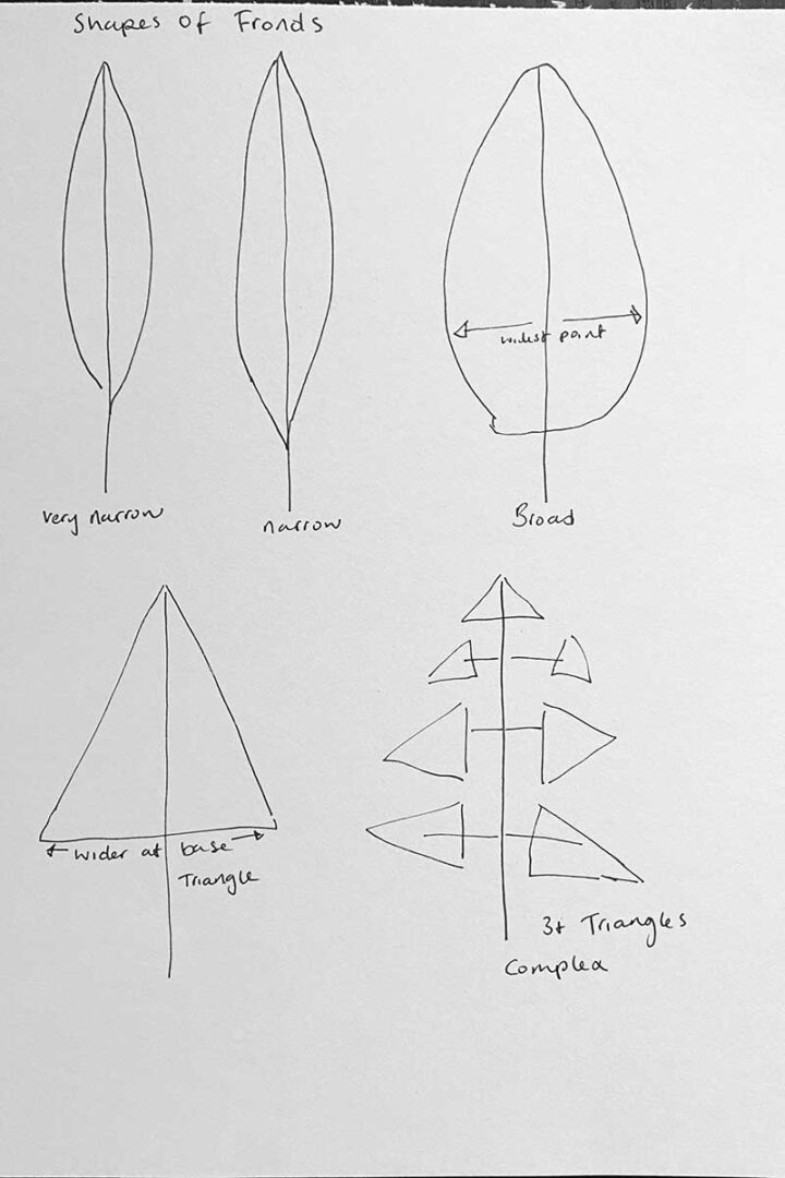 How to Draw a Fern and Create Your Botanical Garden Art - Picture Box Blue