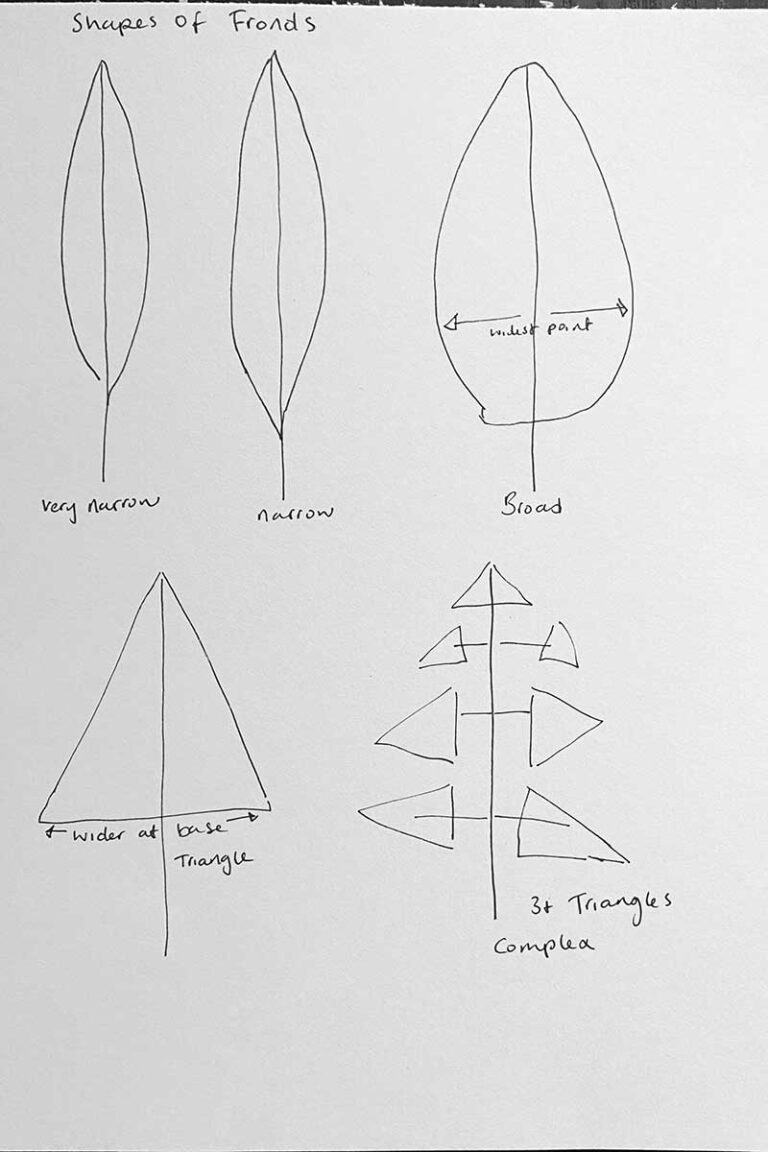 How to Draw a Fern and Create Your Botanical Garden Art - Picture Box Blue
