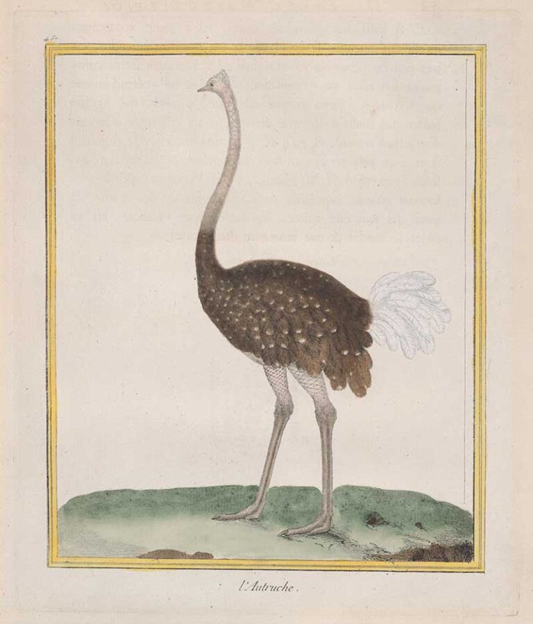 14 Free Elegant Vintage Ostrich Art Prints For Decor - Picture Box Blue