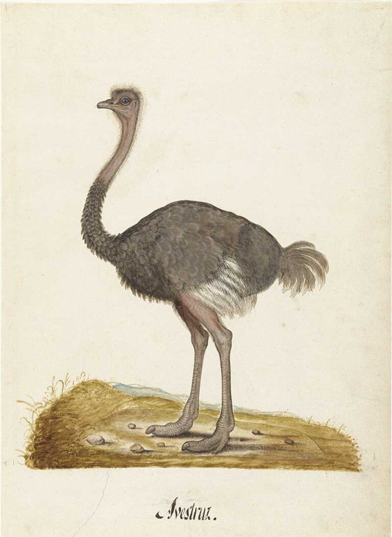 14 Free Elegant Vintage Ostrich Art Prints For Decor - Picture Box Blue