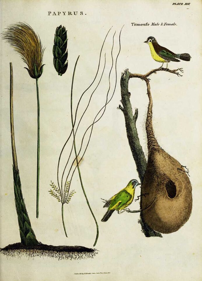 25 Free Awesome Vintage Nature Posters For Your Walls - Picture Box Blue