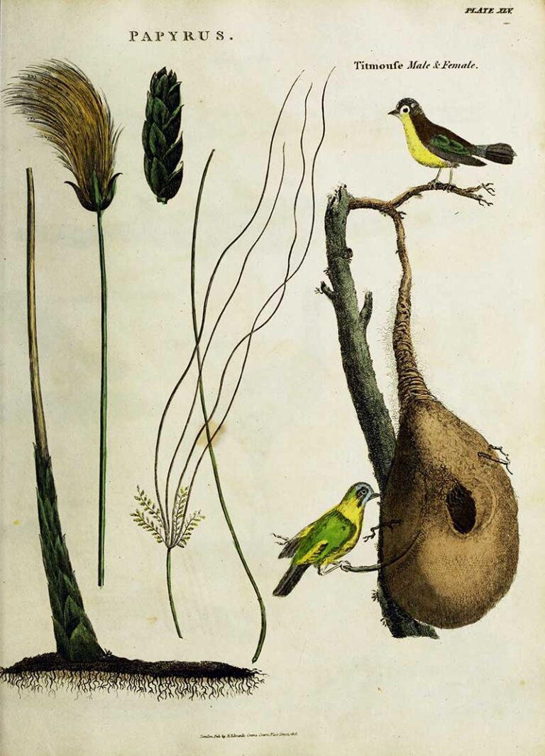 25 Free Awesome Vintage Nature Posters For Your Walls - Picture Box Blue