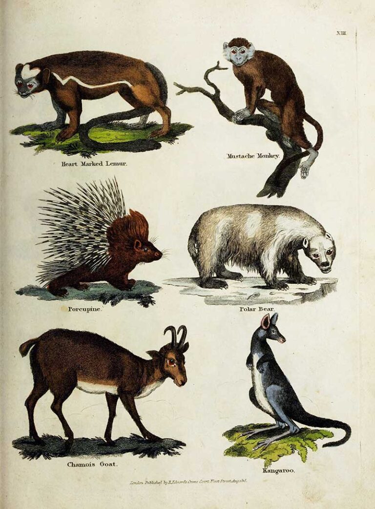 25 Free Awesome Vintage Nature Posters For Your Walls - Picture Box Blue