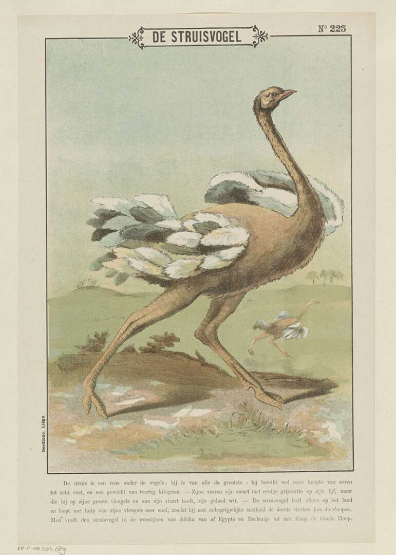 14 Free Elegant Vintage Ostrich Art Prints For Decor - Picture Box Blue