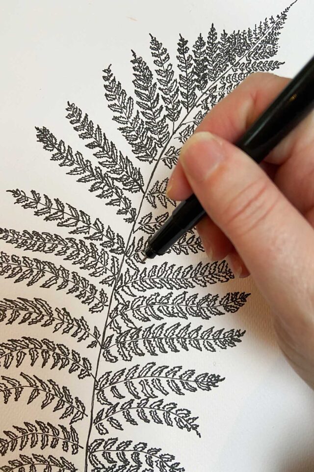 How to Draw a Fern and Create Your Botanical Garden Art - Picture Box Blue