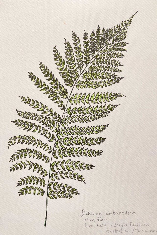 How to Draw a Fern and Create Your Botanical Garden Art - Picture Box Blue