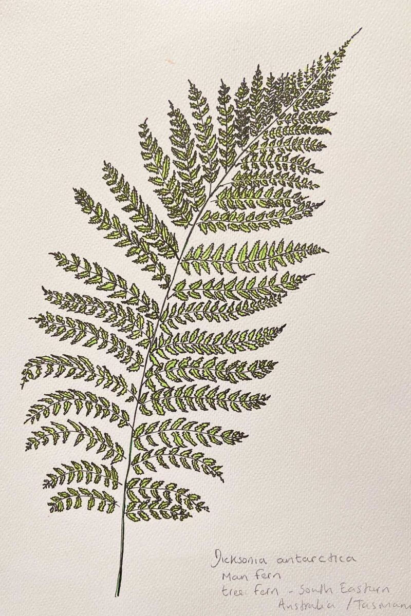 How to Draw a Fern and Create Your Botanical Garden Art - Picture Box Blue