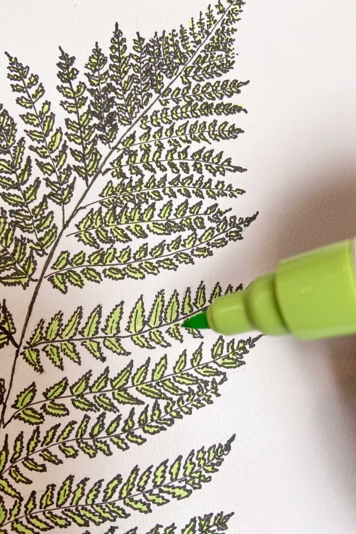 How to Draw a Fern and Create Your Botanical Garden Art - Picture Box Blue