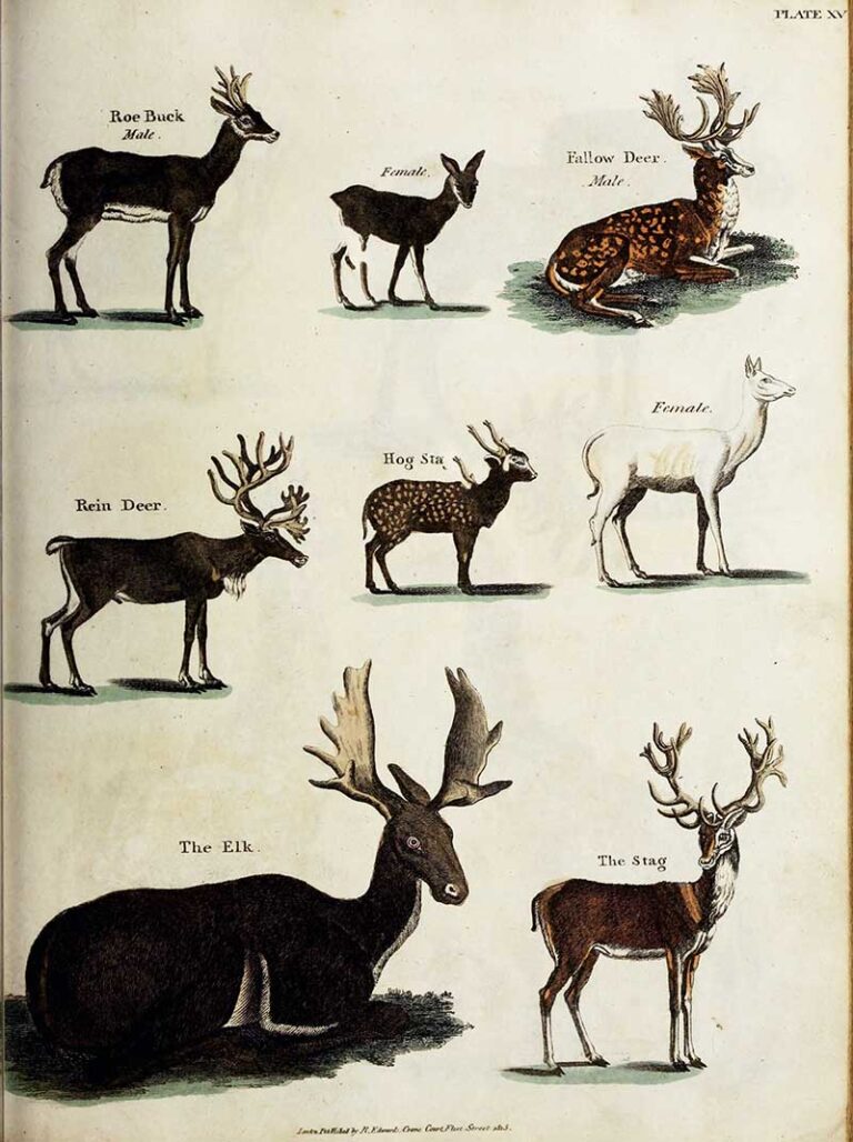 14 Wonderful Vintage Reindeer Drawings in the Public Domain - Picture ...