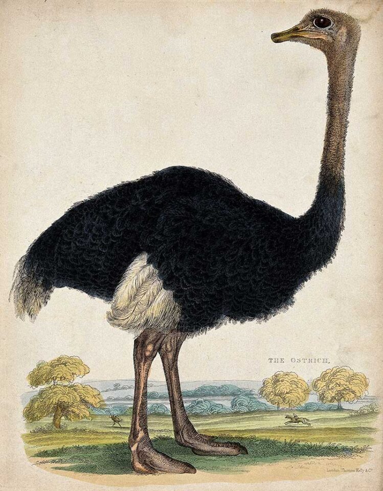 14 Free Elegant Vintage Ostrich Art Prints For Decor - Picture Box Blue