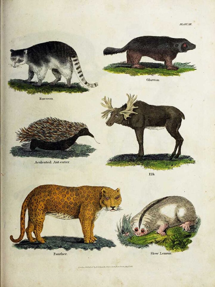 25 Free Awesome Vintage Nature Posters For Your Walls - Picture Box Blue