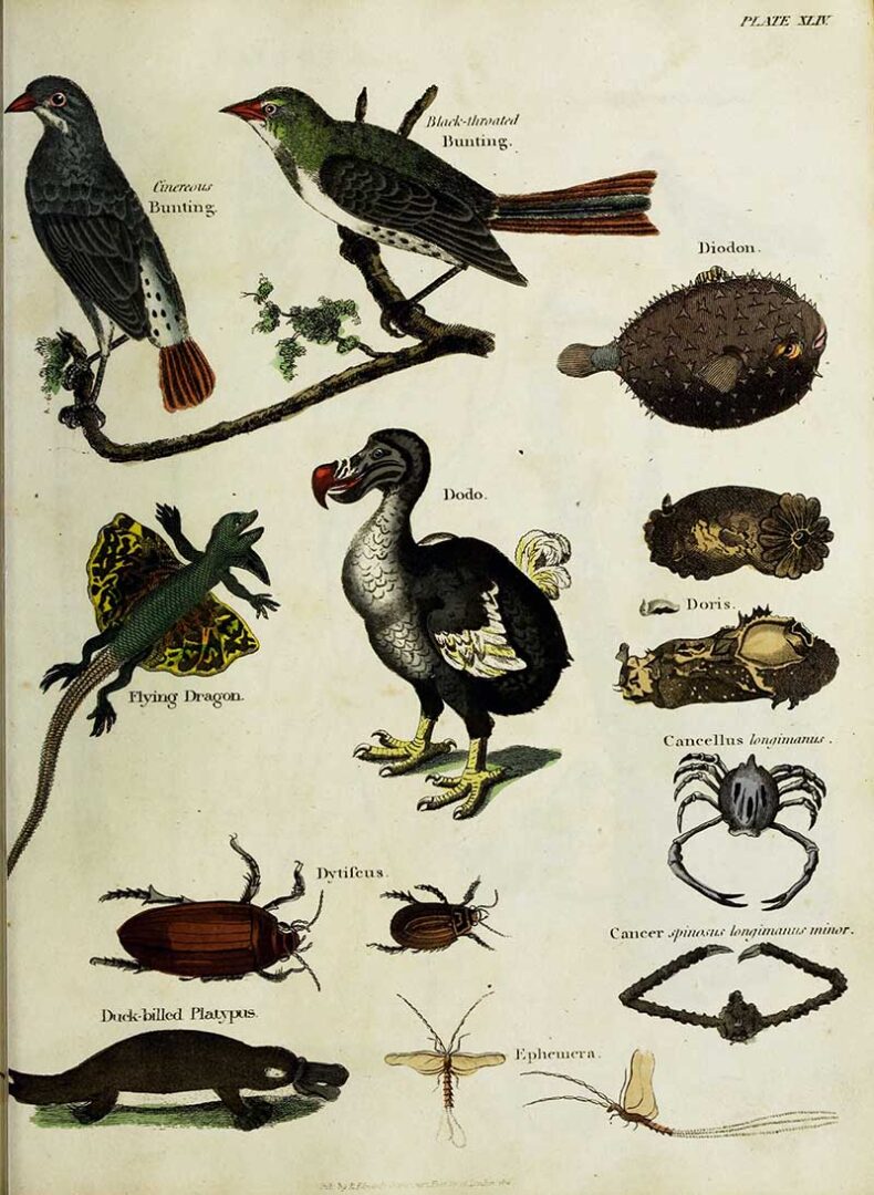 16 Free Dodo Drawings and Illustrations of The Bird - Picture Box Blue