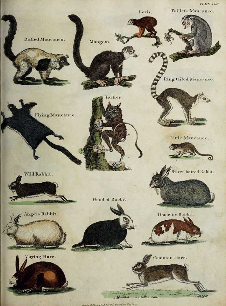 25 Free Awesome Vintage Nature Posters For Your Walls - Picture Box Blue