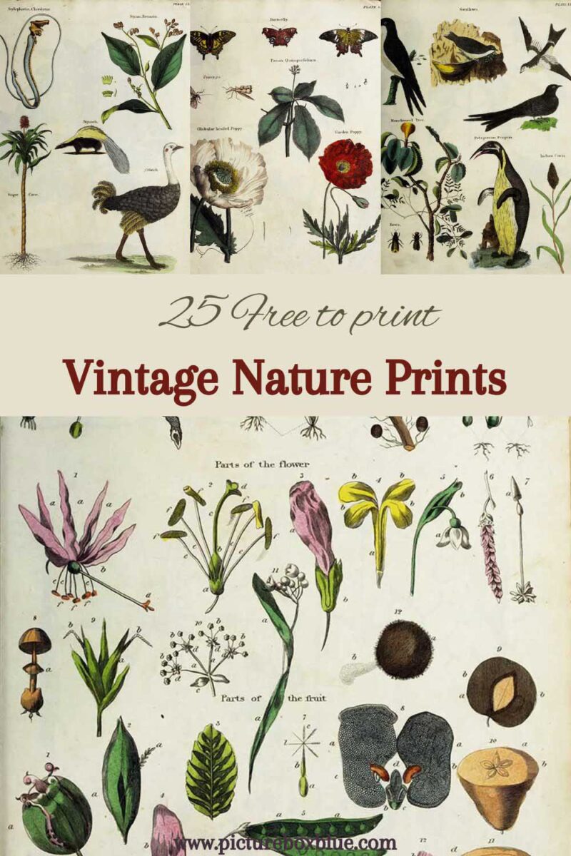 25 Free Awesome Vintage Nature Posters For Your Walls - Picture Box Blue