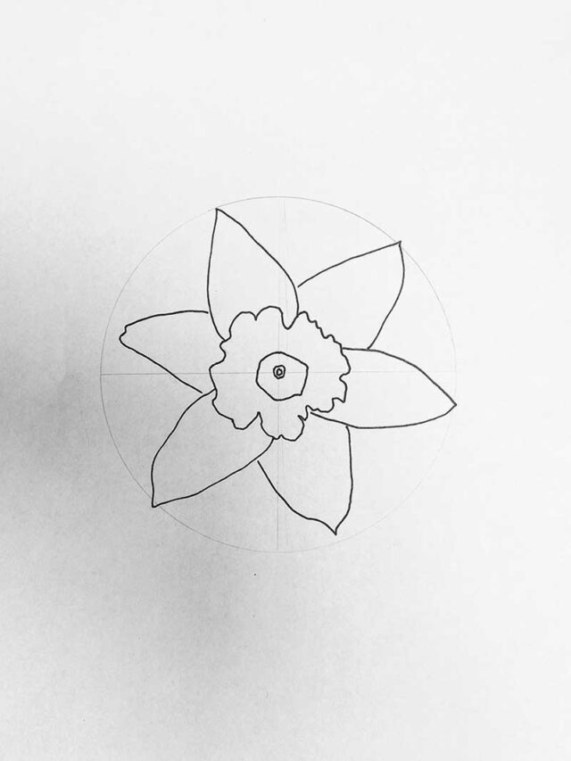 How to Draw a Daffodil from Multiple Views - Picture Box Blue