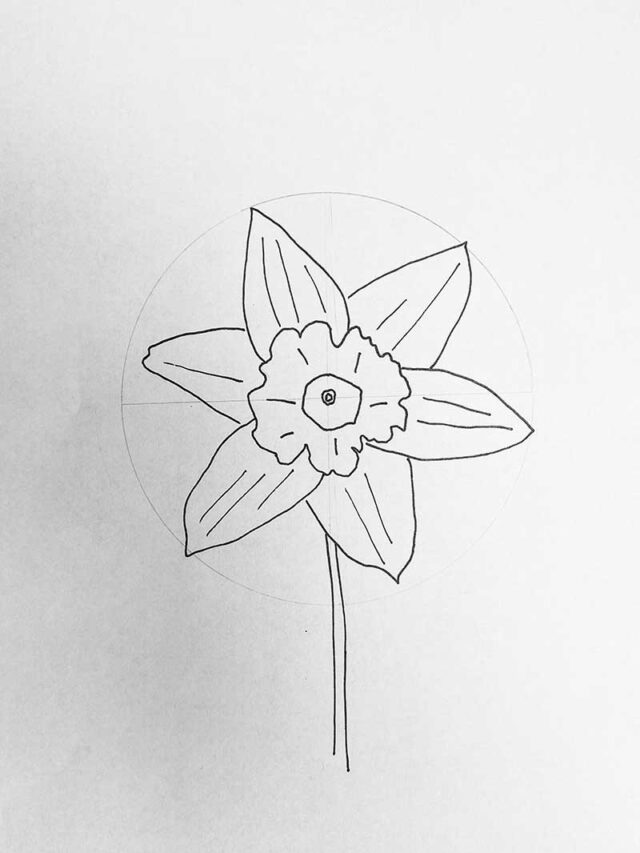 How to Draw a Daffodil from Multiple Views - Picture Box Blue