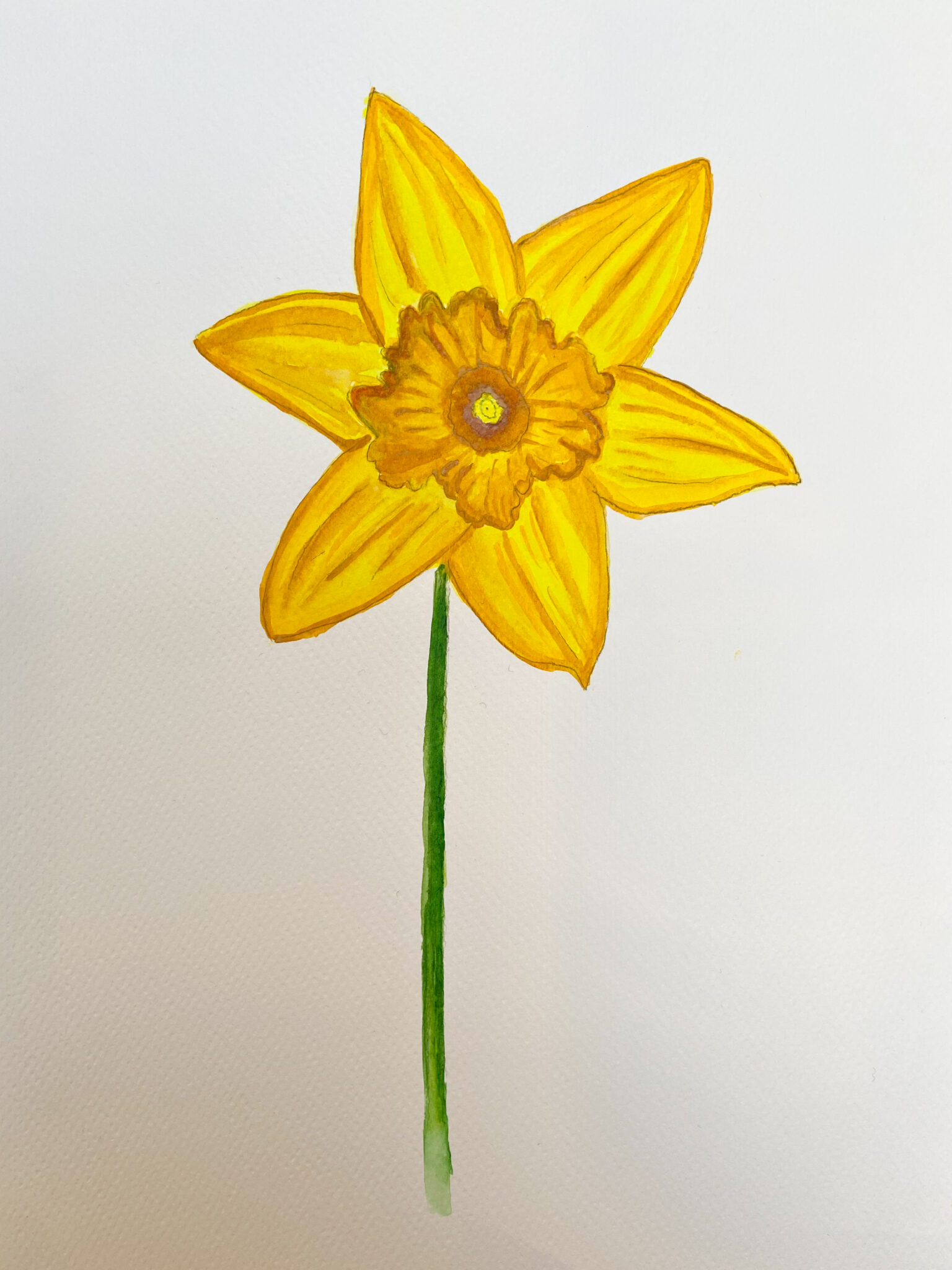 How to Draw a Daffodil from Multiple Views - Picture Box Blue