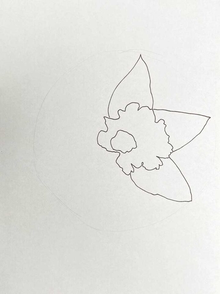 How to Draw a Daffodil from Multiple Views - Picture Box Blue