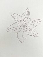 How to Draw a Daffodil from Multiple Views - Picture Box Blue