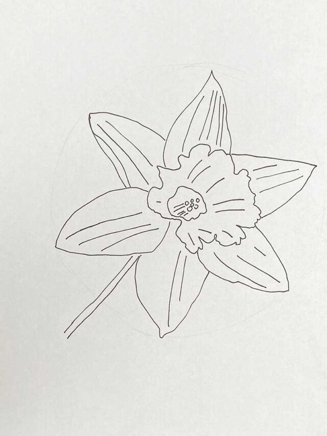 How to Draw a Daffodil from Multiple Views - Picture Box Blue
