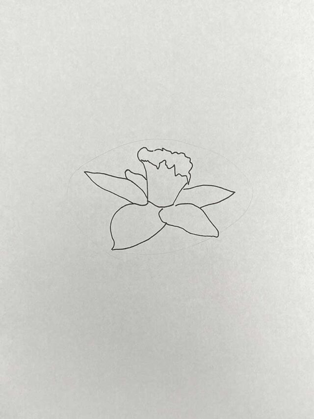 How to Draw a Daffodil from Multiple Views - Picture Box Blue
