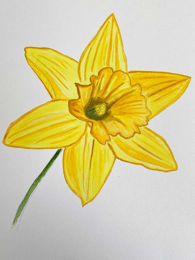How to Draw a Daffodil from Multiple Views - Picture Box Blue