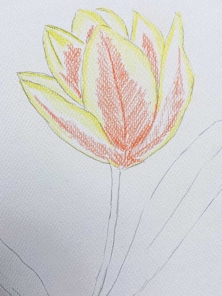 Easy How To Draw Tulips: Step-by-Step Guide with Watercolors - Picture ...