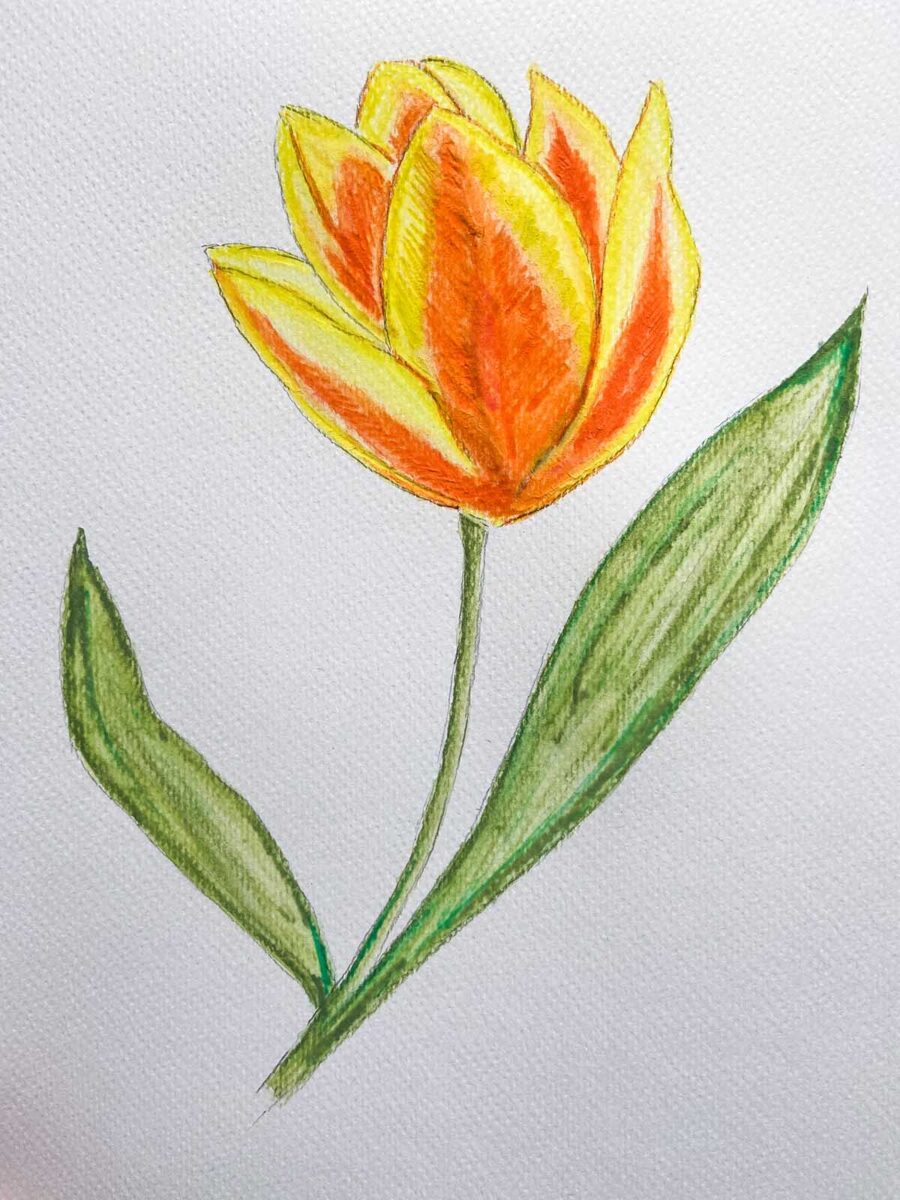 Easy How To Draw Tulips: Step-by-Step Guide with Watercolors - Picture ...