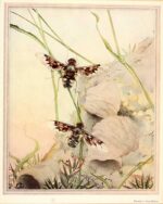 Free Insect Art From Fabre’s Book of Insects! - Picture Box Blue